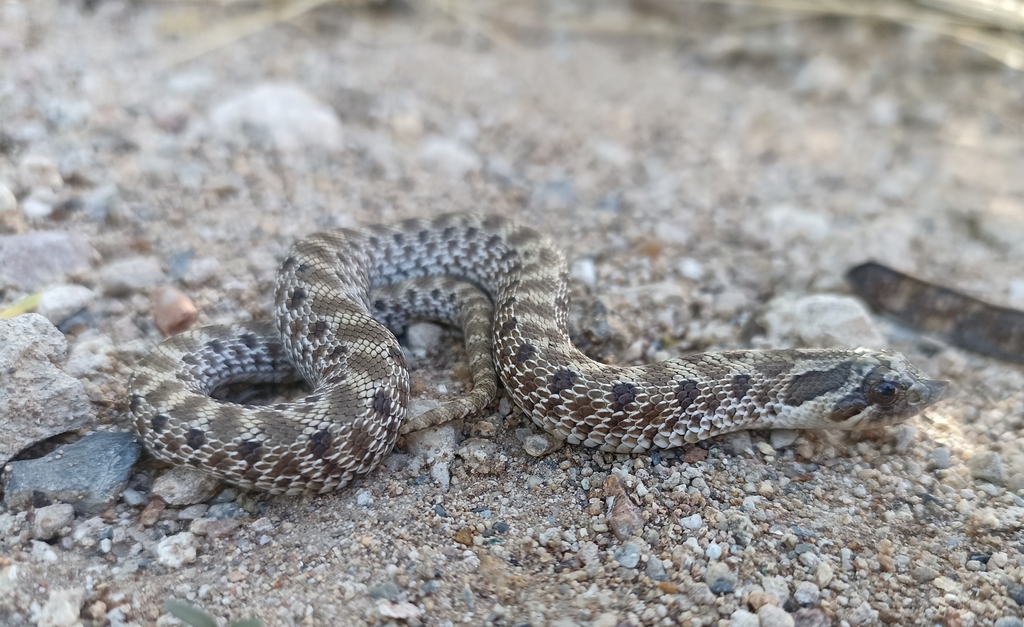 Mexican Hognose Snake from 31825 Chih., México on May 20, 2023 at 07:31 ...