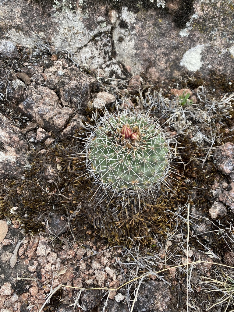 Coryphantha clavata clavata from Xichú, Guanajuato, MX on May 20, 2023 ...