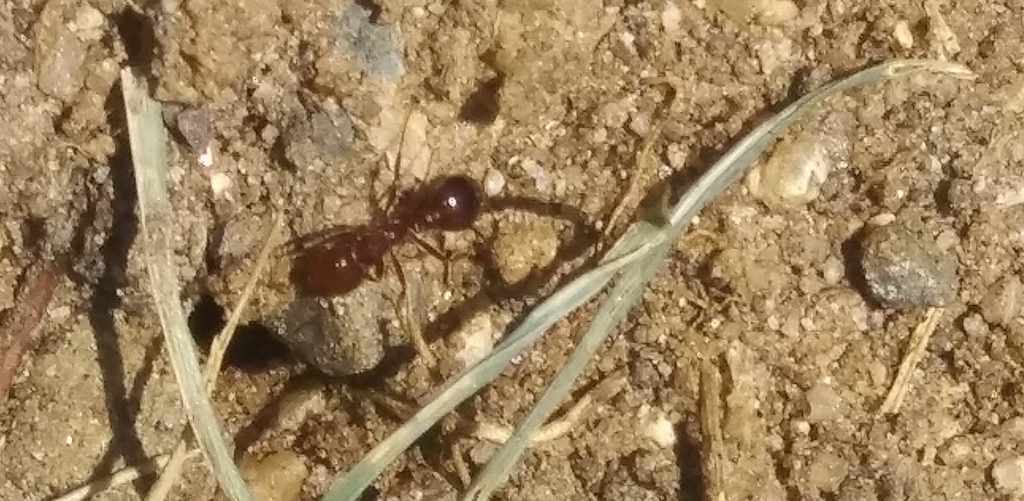Red Imported Fire Ant from Murrieta Hot Springs FS Whitewood, Murrieta ...