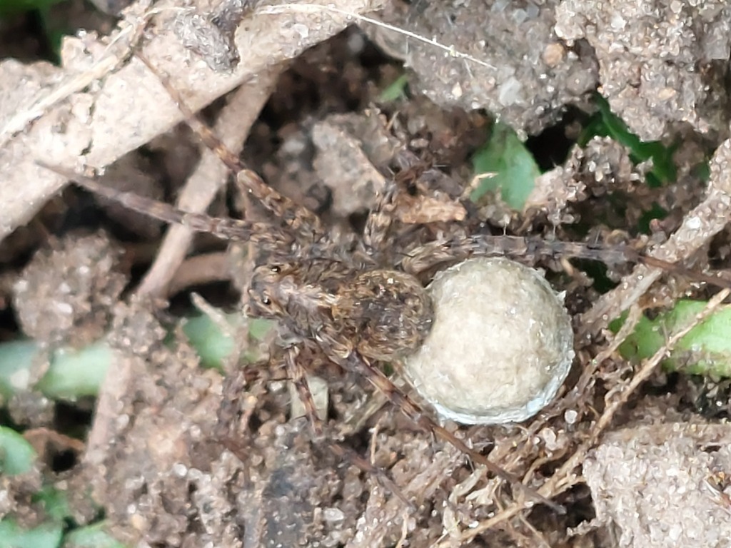 Thin-legged Wolf Spiders from 38460 Panossas, France on May 18, 2023 at ...