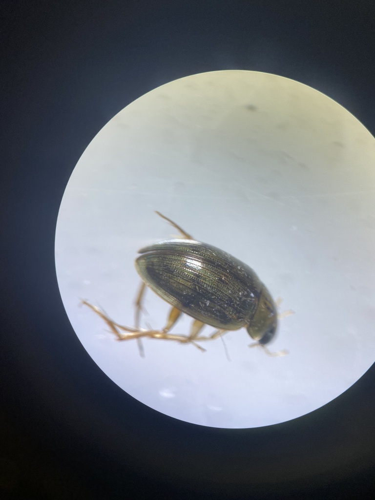 Berosus infuscatus from Rosalie Dr, Ruston, LA, US on May 19, 2023 at ...