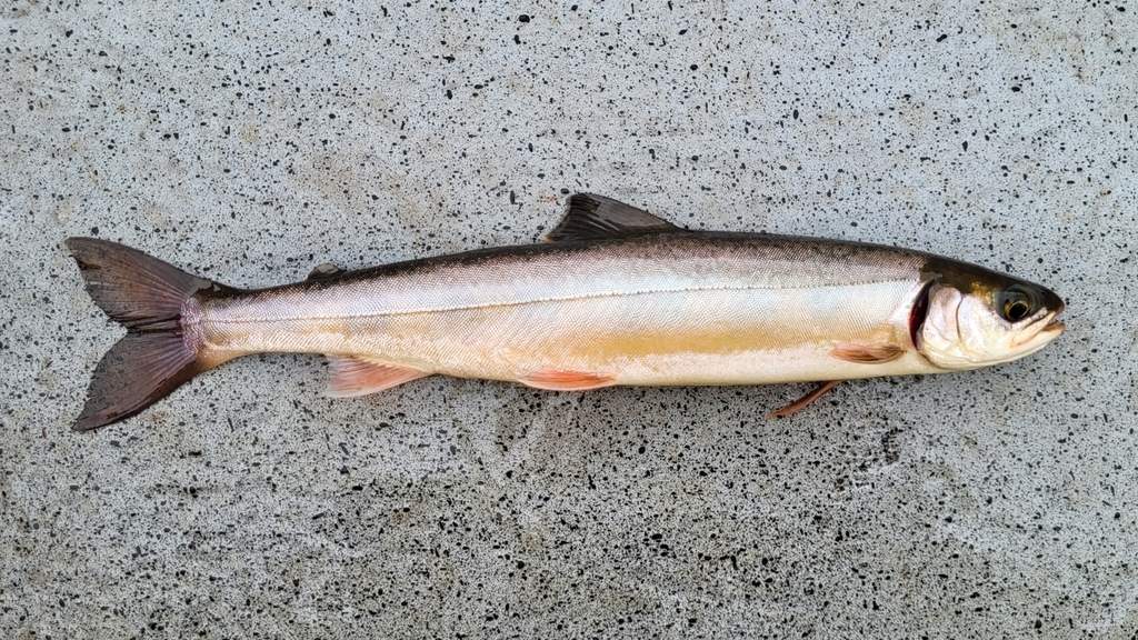 Landlocked Arctic Char in May 2023 by William Dulac · iNaturalist