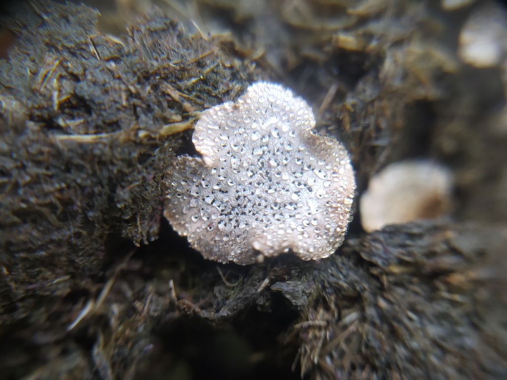 Nail Fungus from Beloinje, Serbia on May 20, 2023 at 08:56 AM by Milos Gajic · iNaturalist