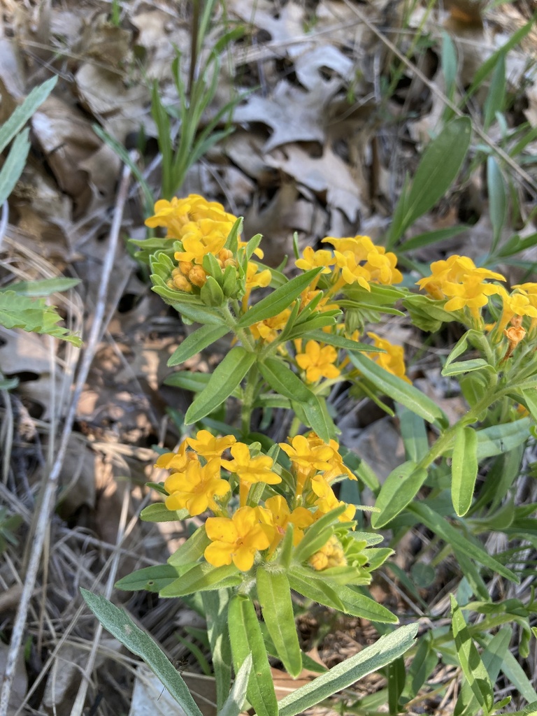 stoneseeds, puccoons, and gromwells from Minnesota Landscape Arboretum ...