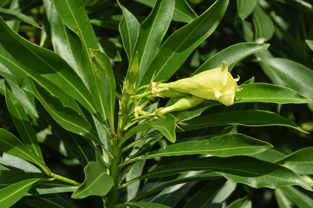 Cascabela gaumeri from Corozal District, Belize on January 06, 2023 at ...
