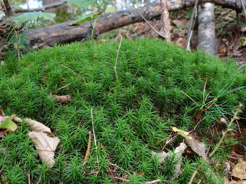 Pogonatum japonicum · iNaturalist United Kingdom