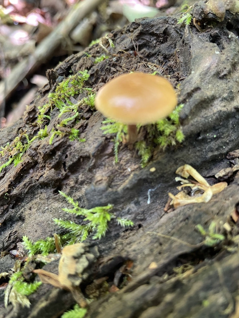 Heimiomyces tenuipes from Mt. Airy Forest, Cincinnati, OH, US on May 20 ...