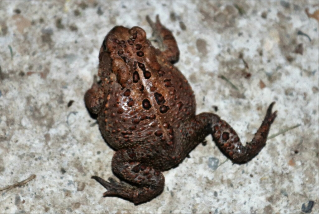 Eastern American Toad from Clarion County, PA, USA on May 11, 2023 at ...