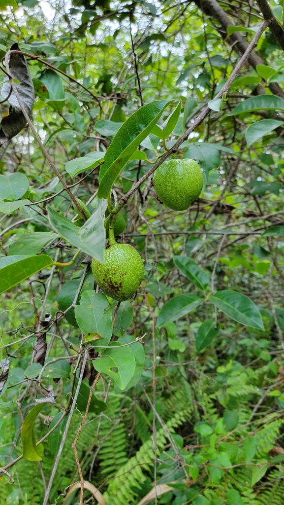 Pond Apple from Naples, FL 34114, USA on May 20, 2023 at 04:38 PM by ...