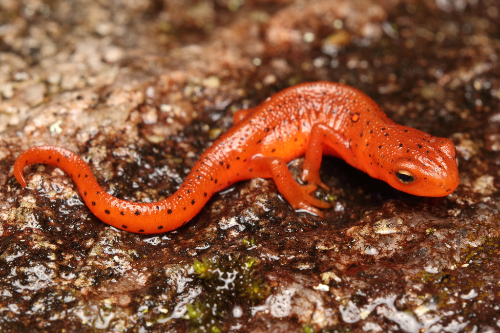 Red-spotted Newt from Kawartha Lakes, ON, Canada on May 20, 2023 at 11: ...