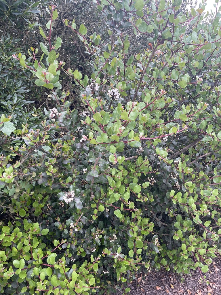 lemonade berry from Alta Laguna Park, Laguna Beach, CA, US on 20 May ...