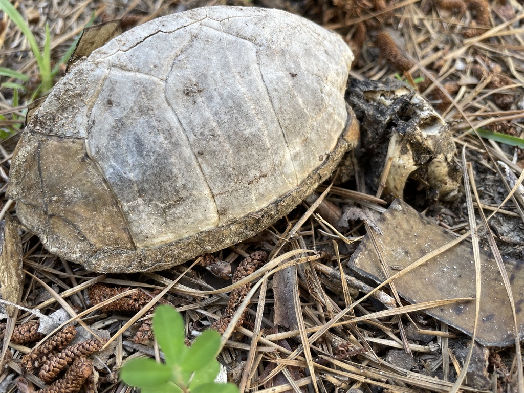 Razor-backed Musk Turtle in May 2023 by Cole Burrow. Cause of death ...