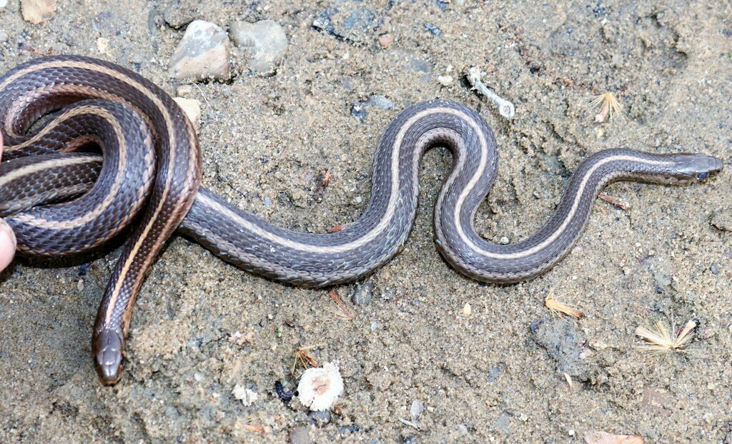 Short-headed Garter Snake in May 2023 by brandonh1 · iNaturalist