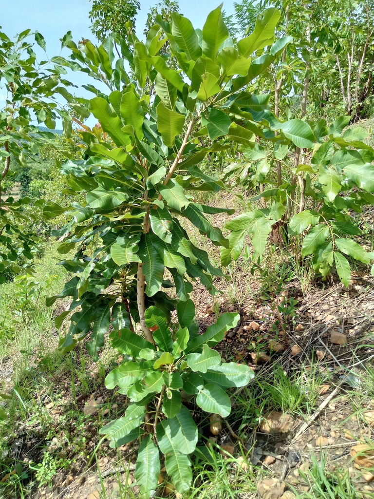 Shea Tree in May 2023 by Déra ONG · iNaturalist