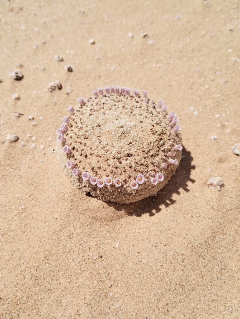 Sand Food from 21970 B.C., México on May 20, 2023 at 10:32 AM by Karime ...