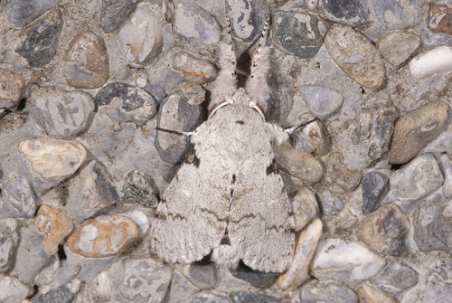 Calliteara contexta · iNaturalist