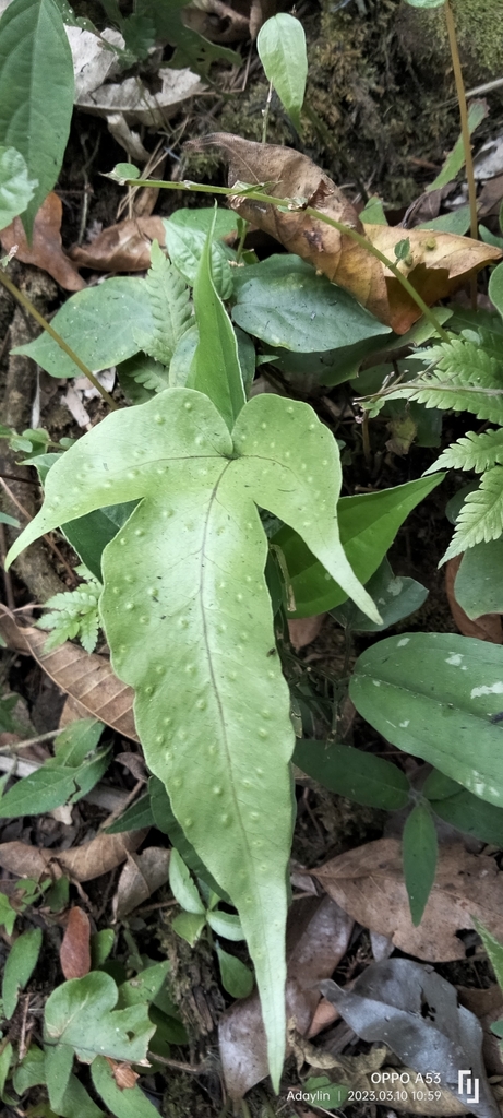 Broad Halberd Fern from 95080 Ver., México on March 10, 2023 at 10:59 ...
