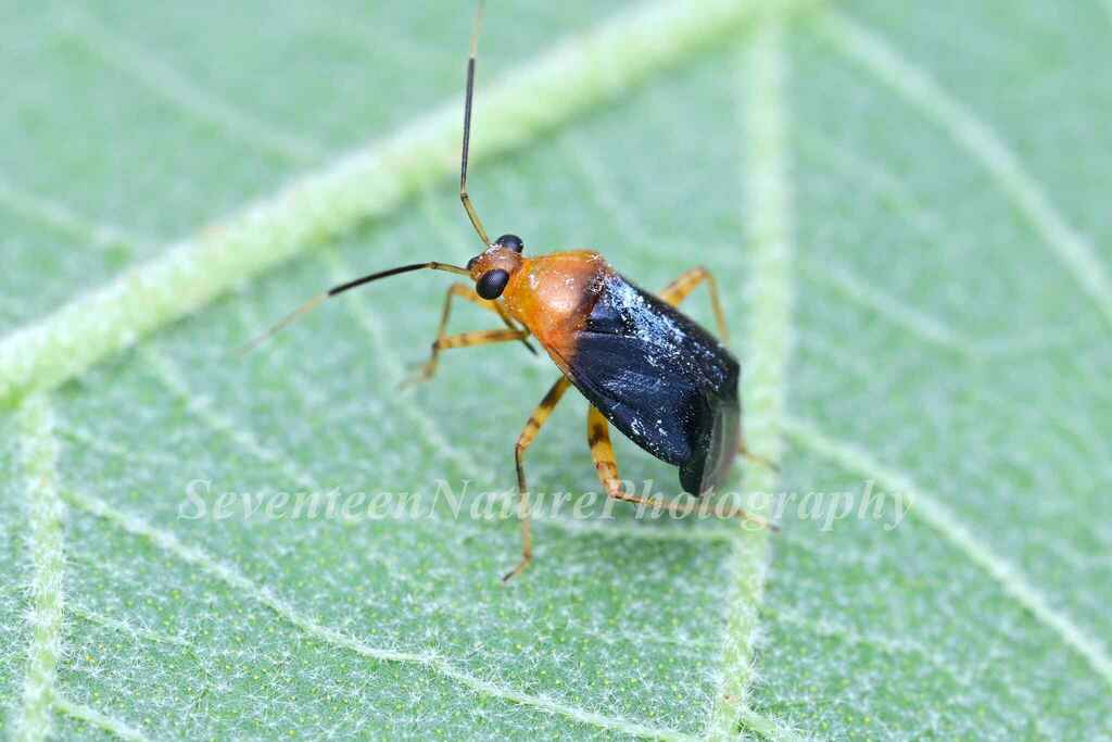 Koreocoris from 中国南京市玄武区 on May 18, 2023 at 09:36 PM by 石柒 · iNaturalist
