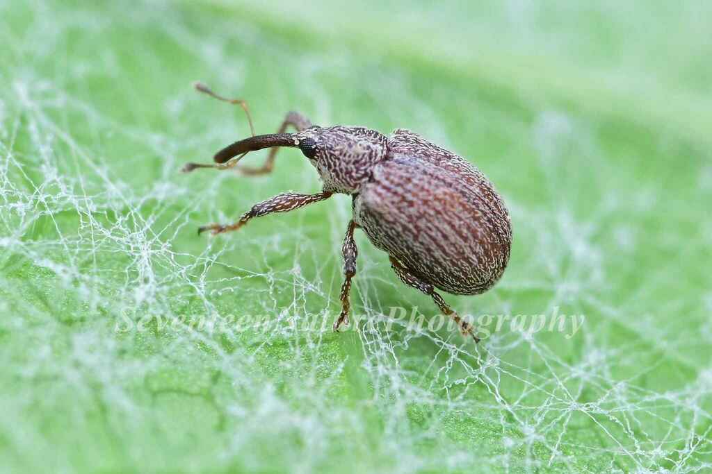 Anthonomus minor from 中国南京市玄武区 on May 18, 2023 at 09:53 PM by 石柒 ...