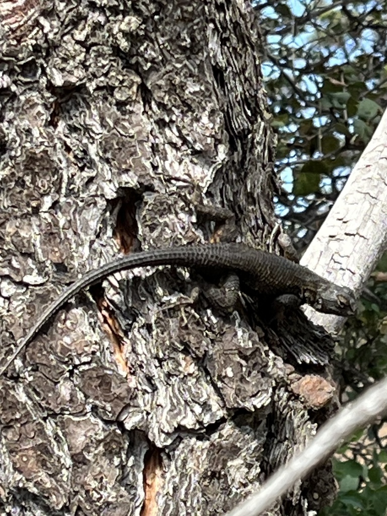 Western Fence Lizard from San Bernardino National Forest, Mountain ...