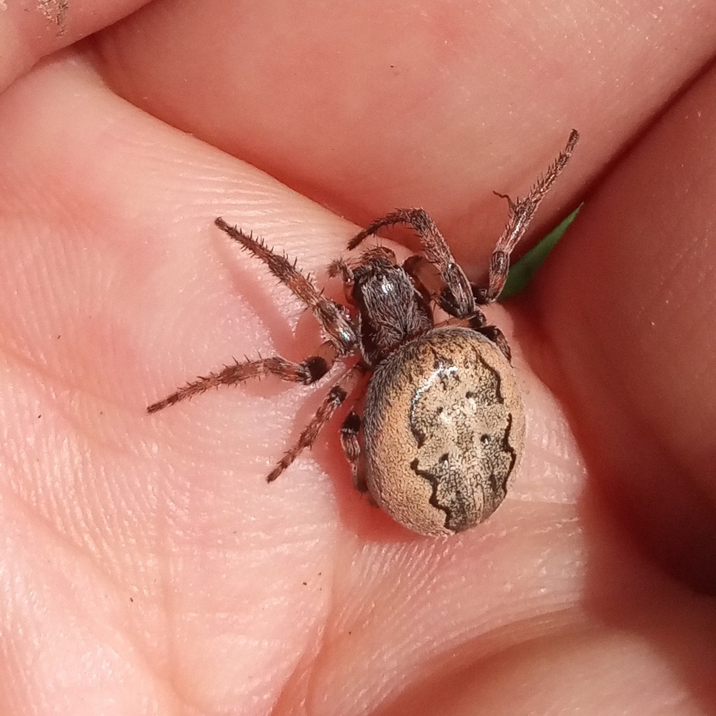 Furrow Orbweaver from Gary, IN 46406, USA on May 20, 2023 at 03:37 PM ...