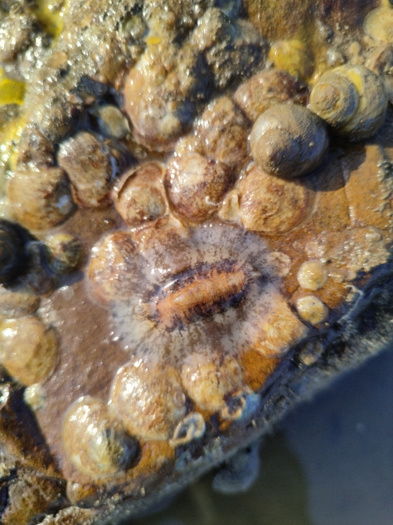 Hoof-shield limpet from India on May 21, 2023 at 07:41 AM by Anurag ...