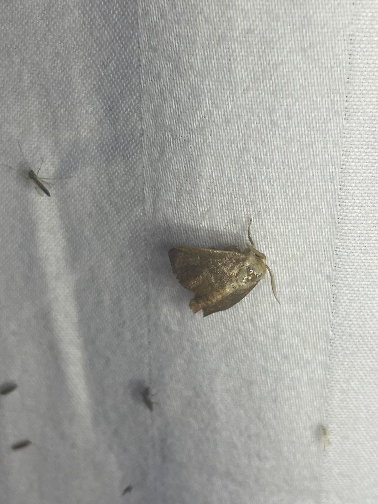 Crowned Slug Moth from County Road 4777, Warren, TX, US on May 20, 2023 ...