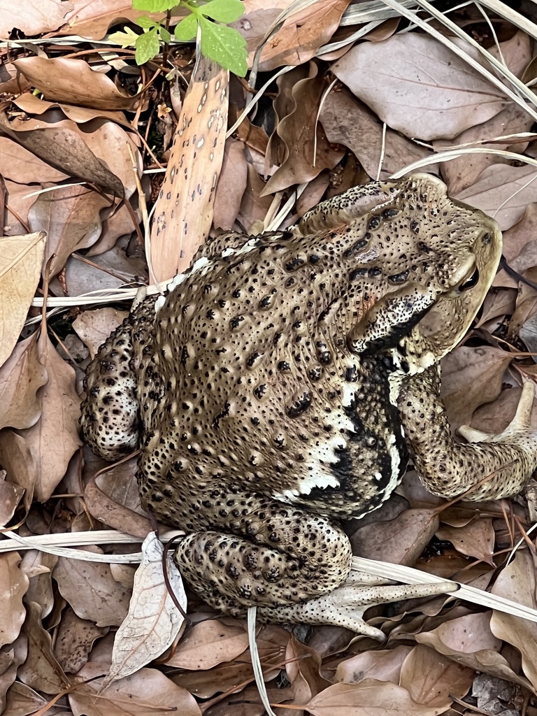 Eastern-Japanese Common Toad from Hama, Kawazu, Kamo-Gun, Shizuoka, JP ...