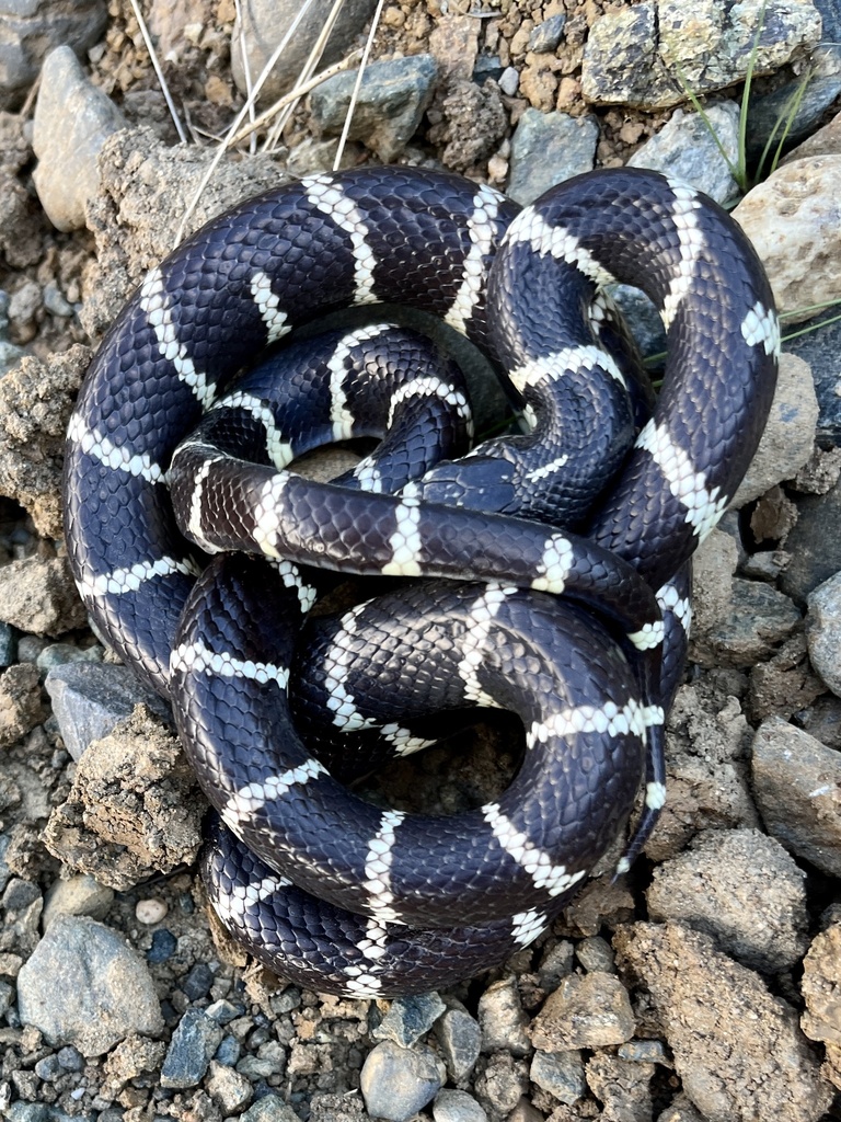 California King Snake in May 2023 by Richard R. Cordero · iNaturalist