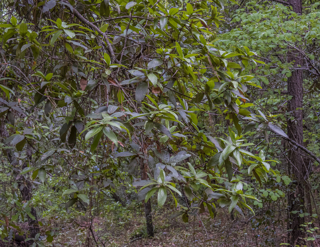 loquat leaf oak from Paso de Fauna, Olinalá, San Pedro Garza García, N ...