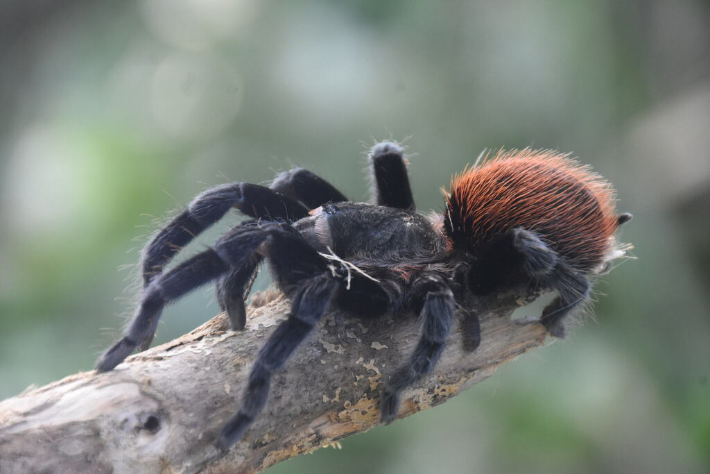 Mexican Red-rump Tarantula in September 2022 by Luis Peña · iNaturalist
