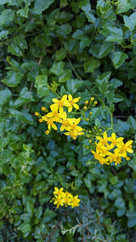 creeping groundsel from Sandy Point VIC 3959, Australia on May 20, 2023 ...