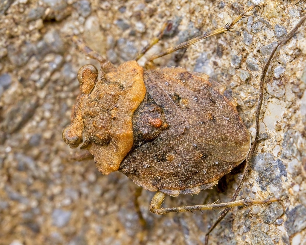 Big-eyed Toad Bug from Prince George's, Maryland, United States on May ...