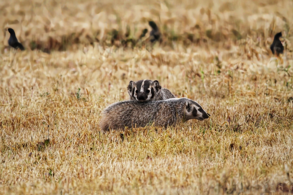 American Badger from Inverness, CA 94937, USA on May 16, 2023 at 09:49 ...