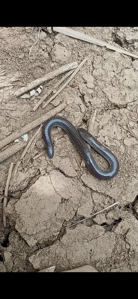 Mexican Caecilian from M425+2JG, Acajutla, El Salvador on 20 May, 2023 ...