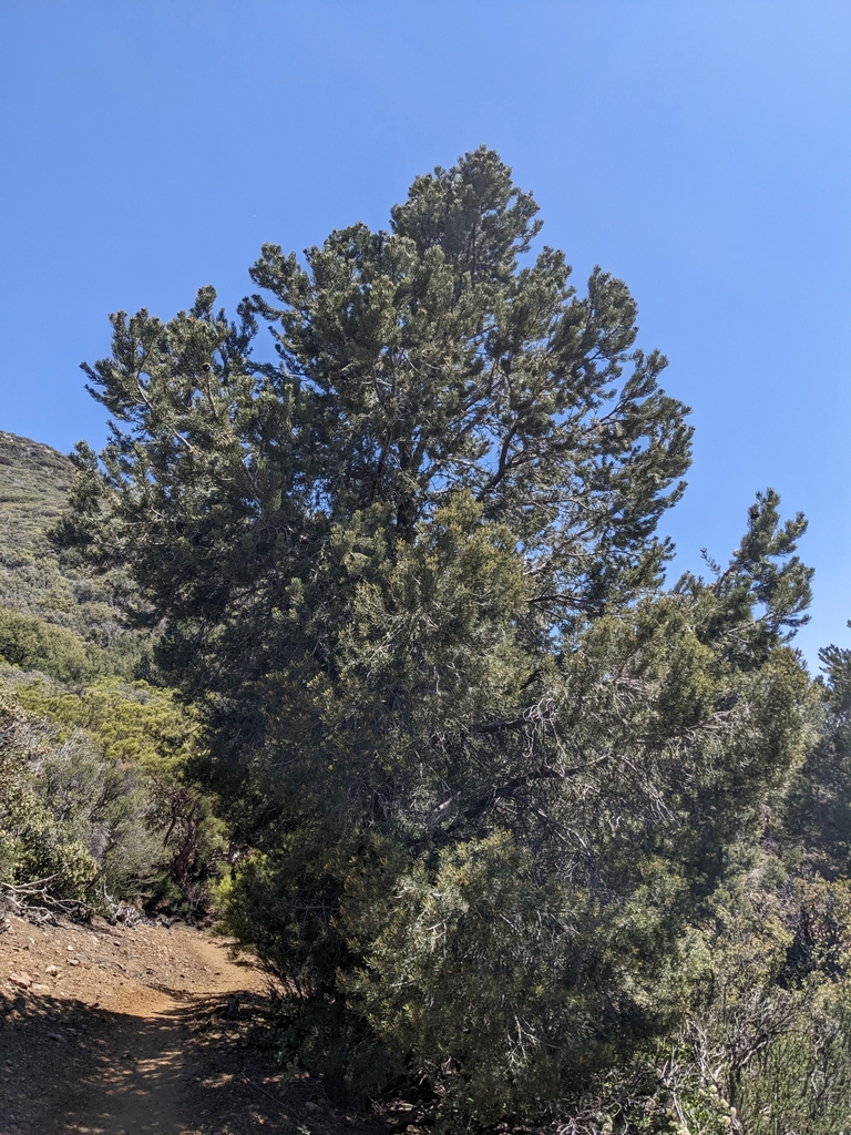 Parry pinyon from Mountain Center, CA 92561, USA on May 12, 2023 at 02: ...