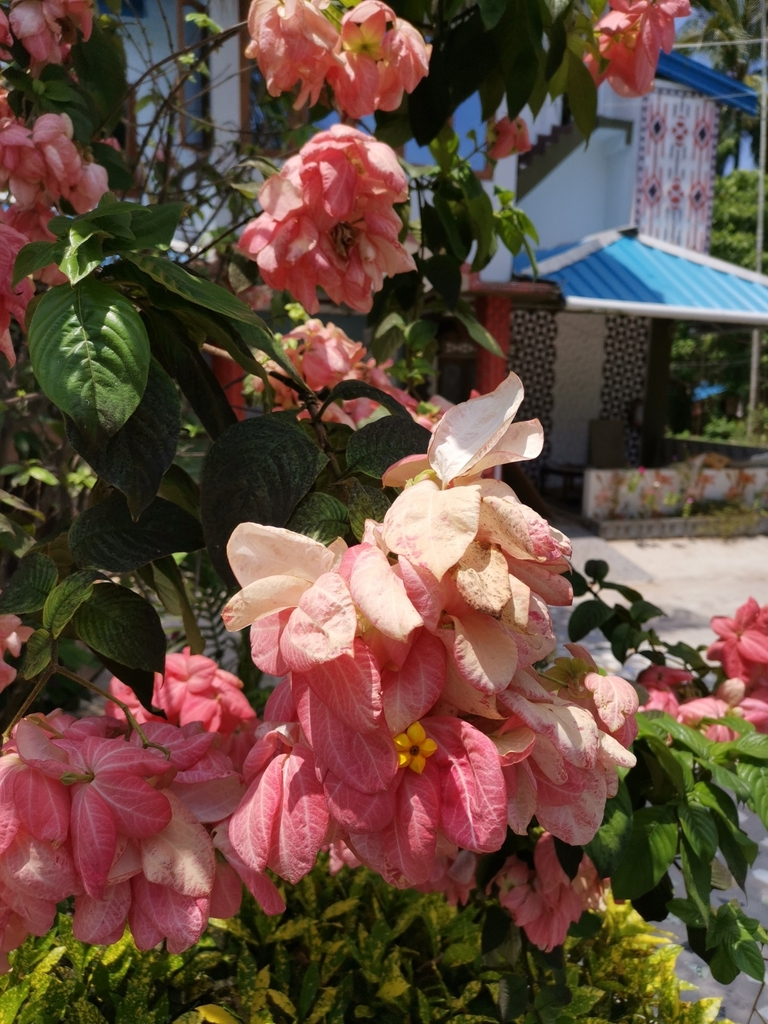 Mussaenda from South Andaman, IN-AN, IN on May 21, 2023 at 10:08 AM by ...