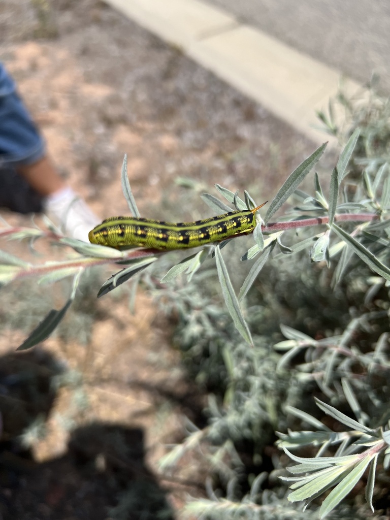 White-lined Sphinx from El Modena Open Space, Orange, CA, US on May 20 ...