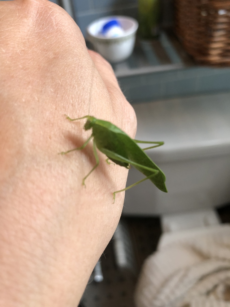 Modest Katydid from 316–4998 Medwick Garth W, Catonsville, MD, US on ...