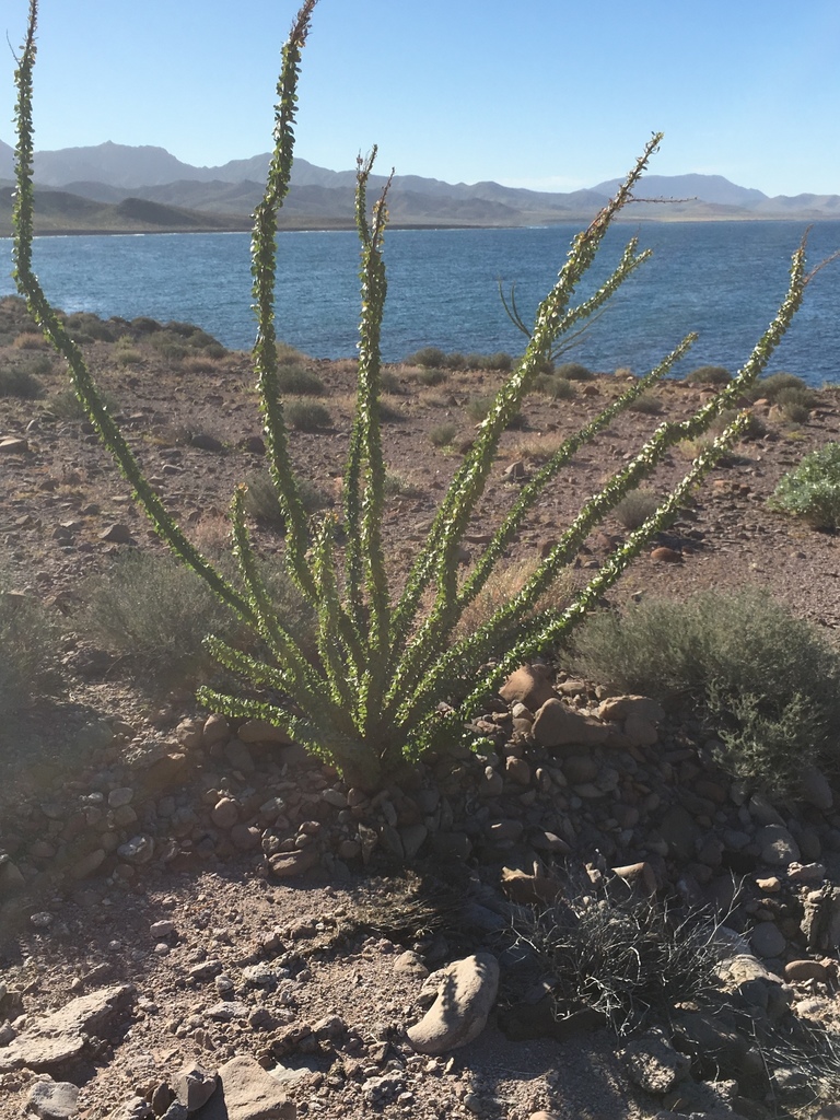 ocotillo from Isla Tiburón, Hermosillo, SON, MX on November 15, 2018 at ...
