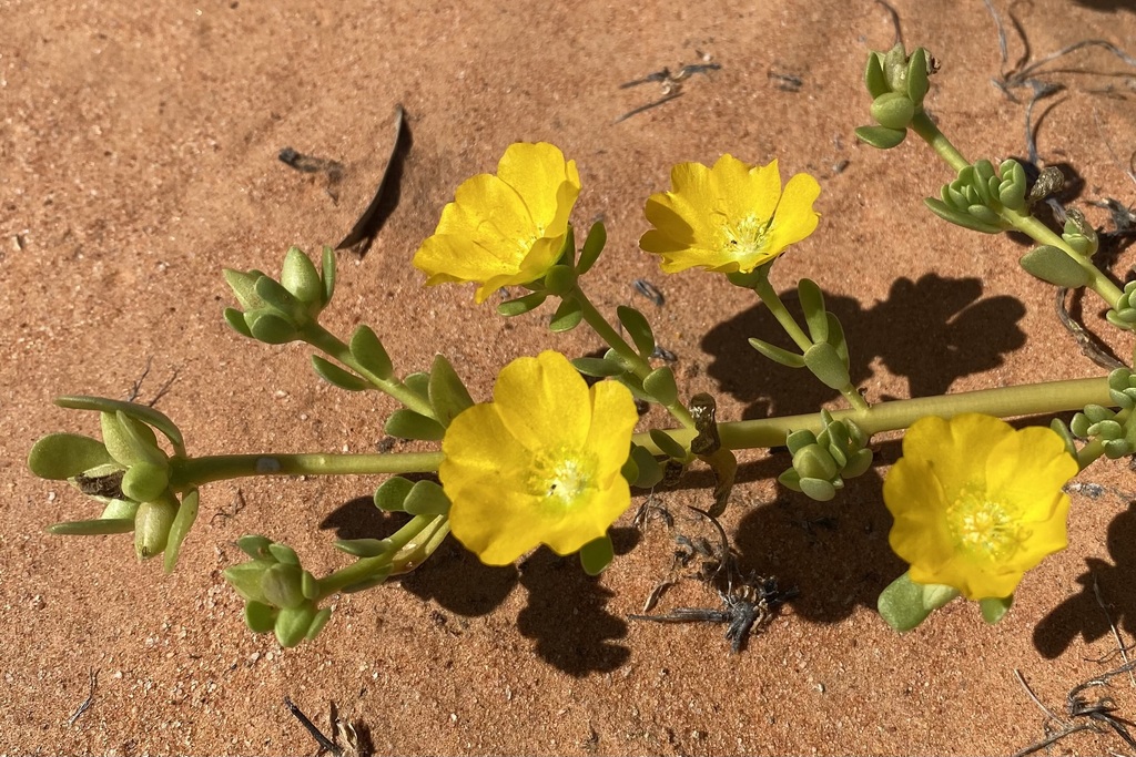 purslanes from Birdsville QLD 4482, Australia on October 17, 2022 at 03 ...