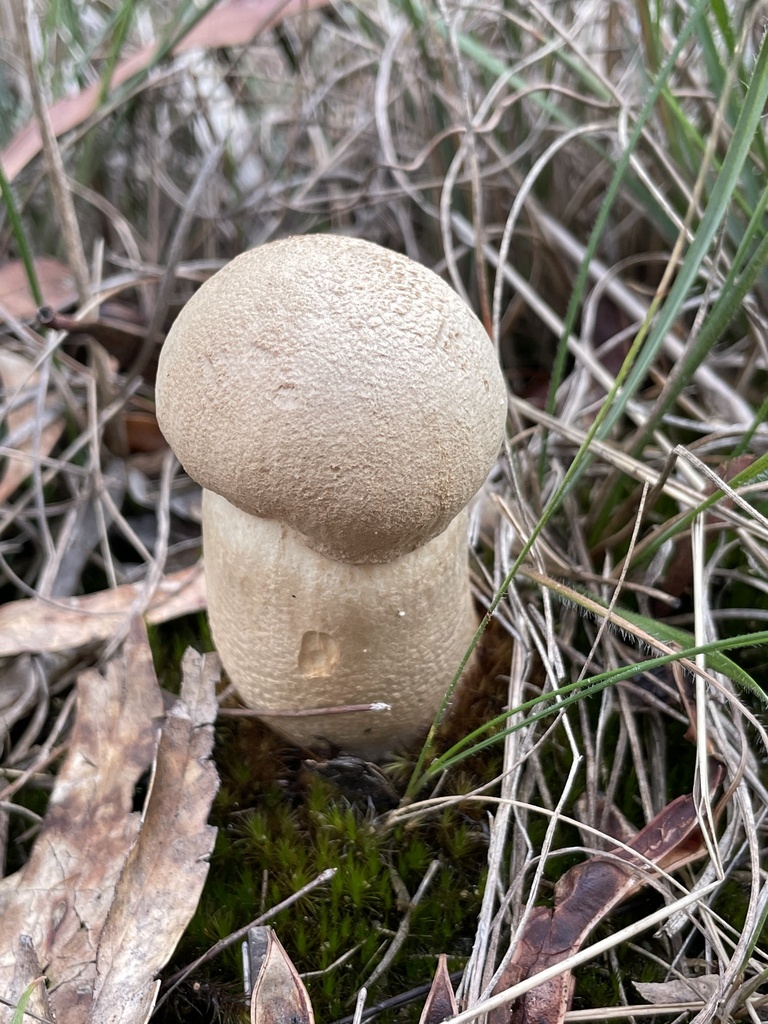 Fungi Including Lichens in May 2023 by Andrea Dunkley · iNaturalist