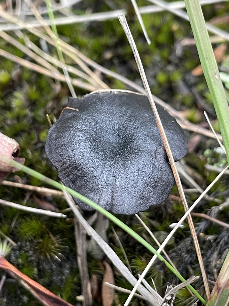 Fungi Including Lichens in May 2023 by Andrea Dunkley · iNaturalist
