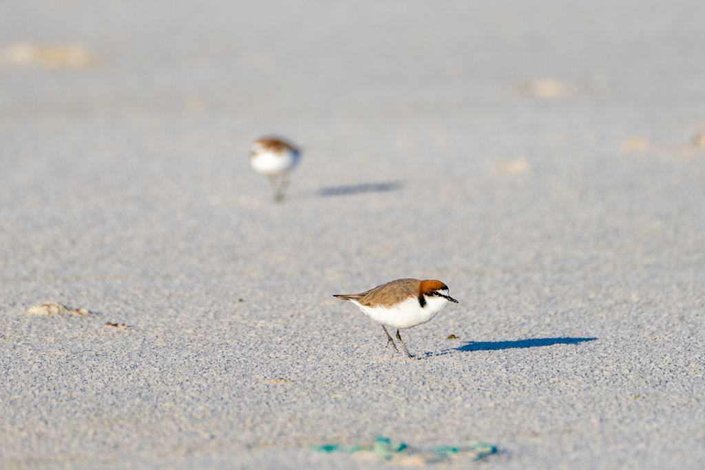 Red-capped Plover from Cape Le Grand WA 6450, Australia on May 18, 2023 ...
