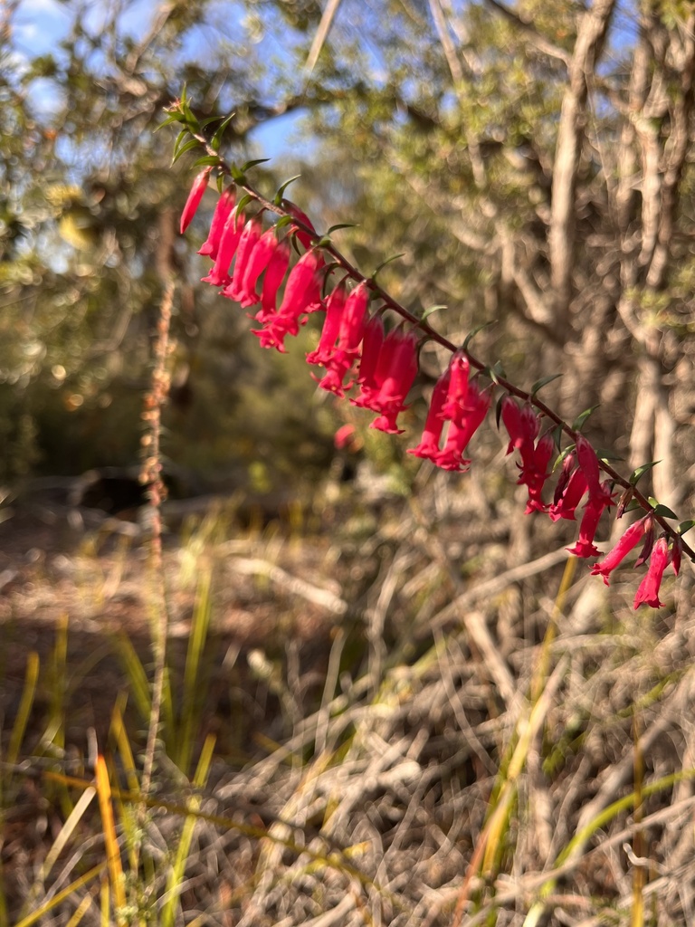 Common Heath from Freycinet National Park, Freycinet, TAS, AU on May 21 ...