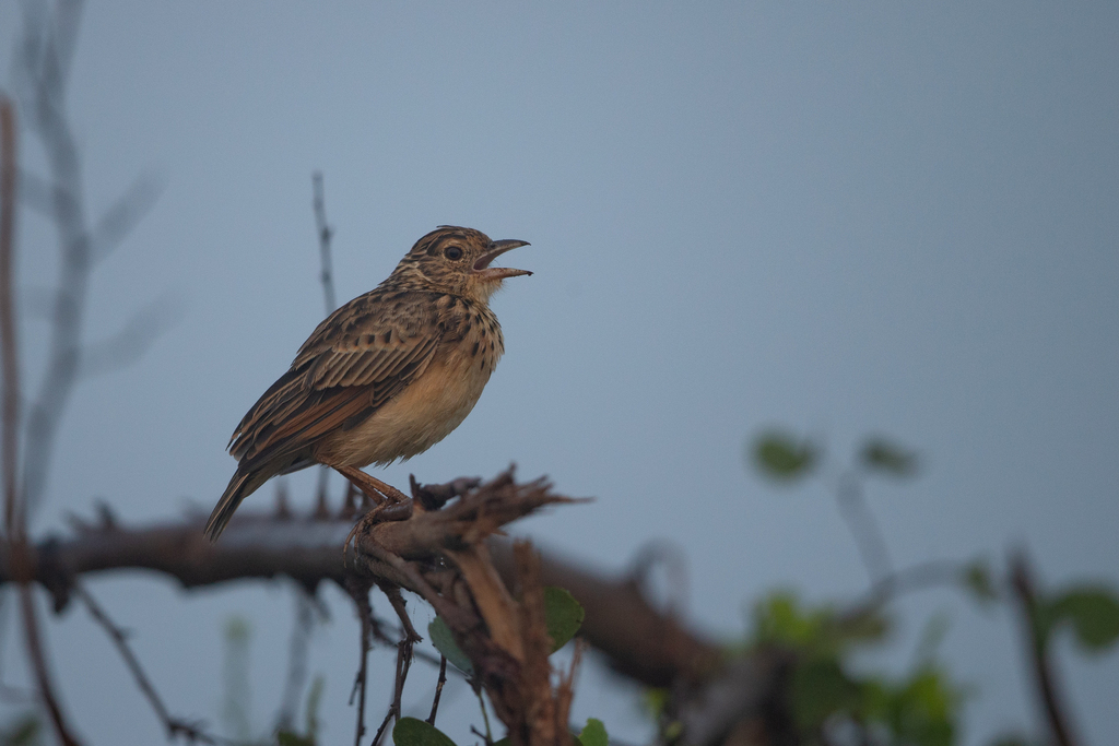 Jerdon's Bushlark from Moneragala, Sri Lanka on December 18, 2018 at 10 ...