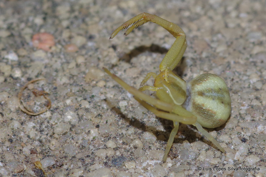 Runcinia grammica from 8200 Albufeira, Portugal on May 20, 2023 at 04:55 PM by Luis Lopes Silva ...