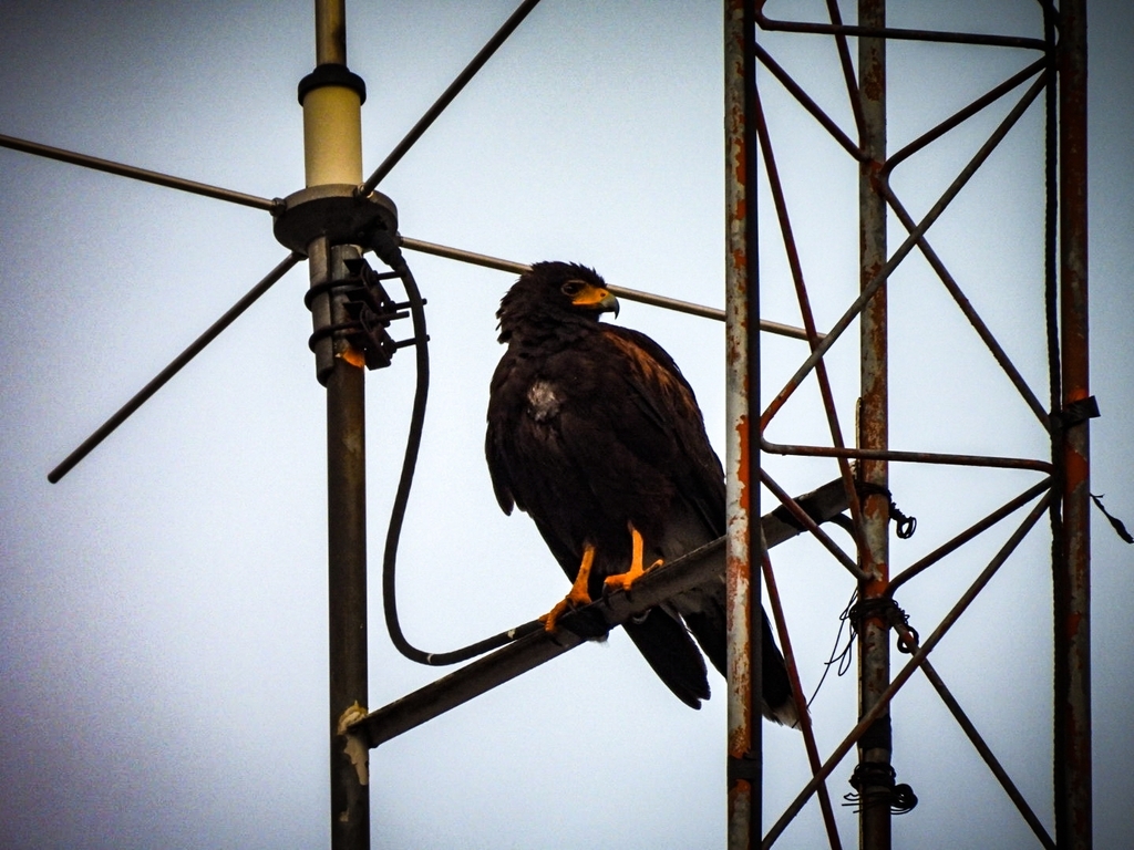 Harris's Hawk from Centro, 43800 Tizayuca, Hgo., México on May 20, 2023 ...