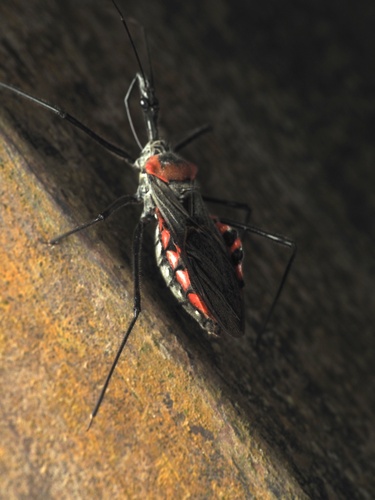 Sycanus taiwanensis · iNaturalist