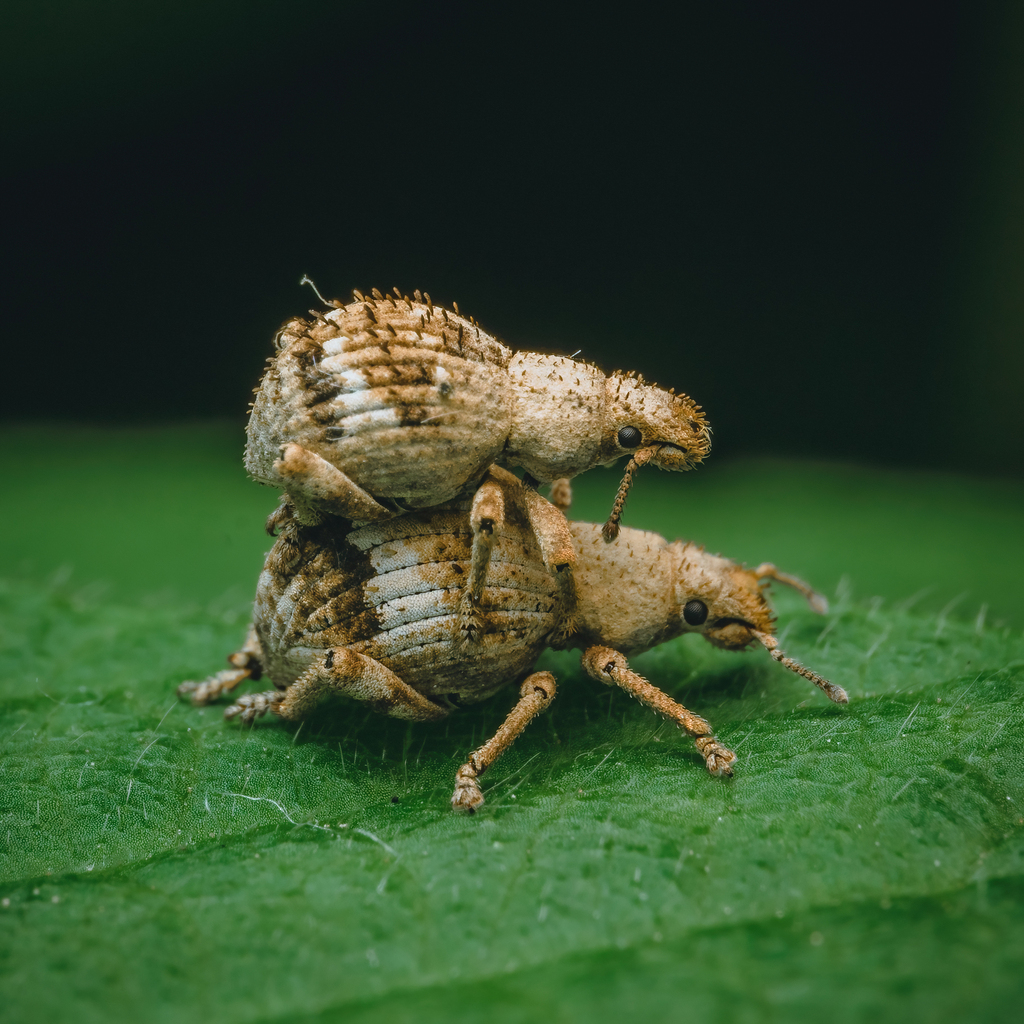 Two-banded Japanese Weevil from 中国浙江省杭州市余杭区 on May 20, 2023 at 10:42 AM ...